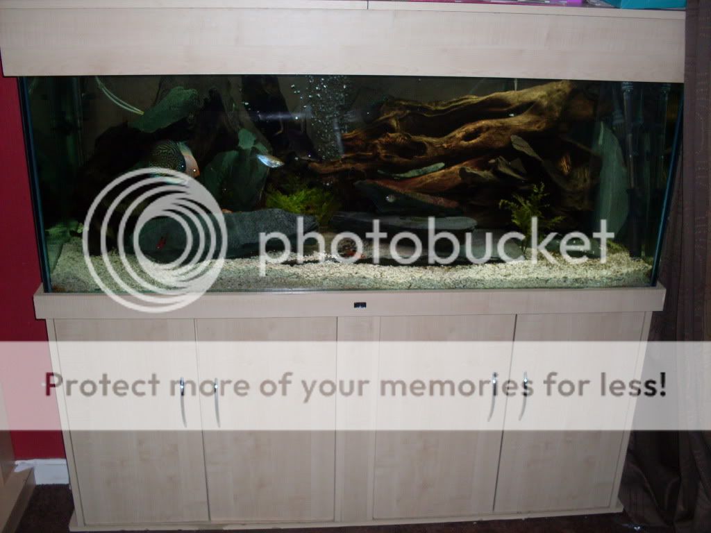 5ft X 2ft X 2ft Tropical aquarium / Fish tank | Reptile Forums