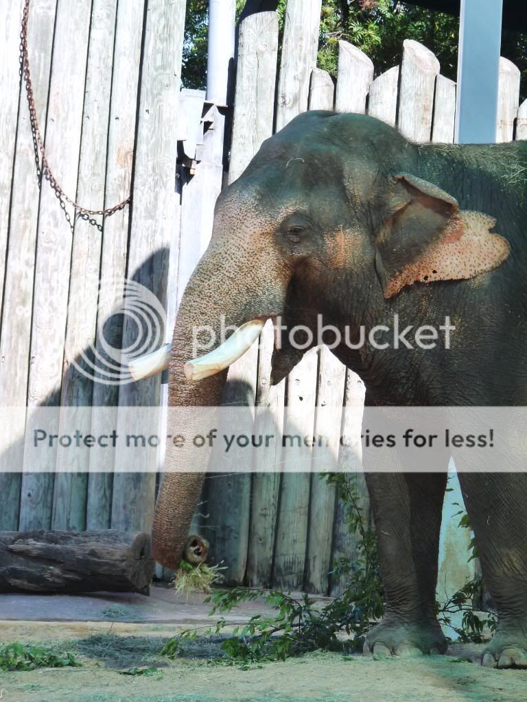 Houston: Hermann Park, Zoo, Museum District - SkyscraperPage Forum